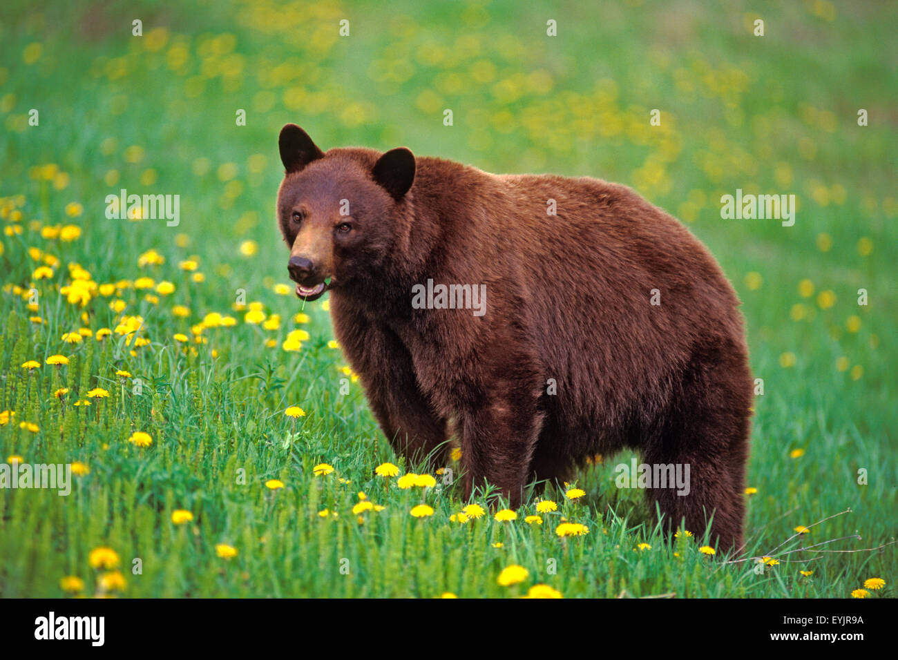 Black Bear cinnamon phase feeding in spring meadow Stock Photo - Alamy
