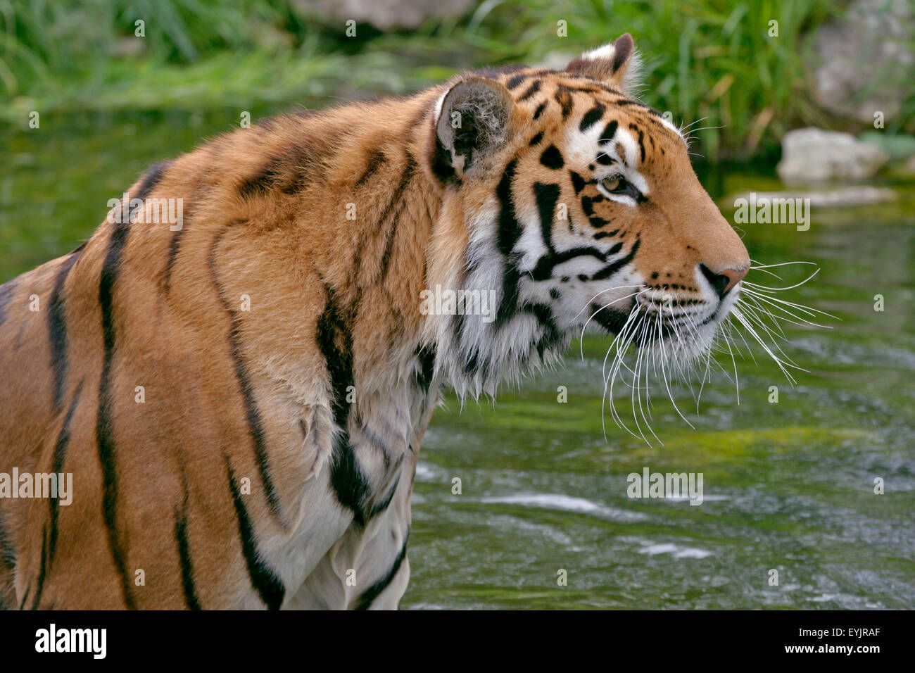 Bengal Tiger / Indian Tiger standing in water, alert Stock Photo - Alamy