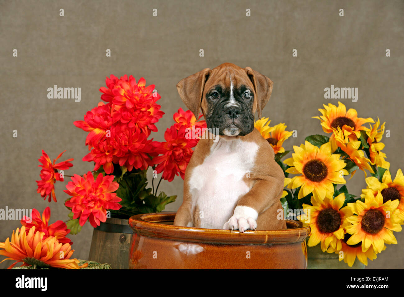 Boxer dogs boxer puppies hi-res stock photography and images - Alamy