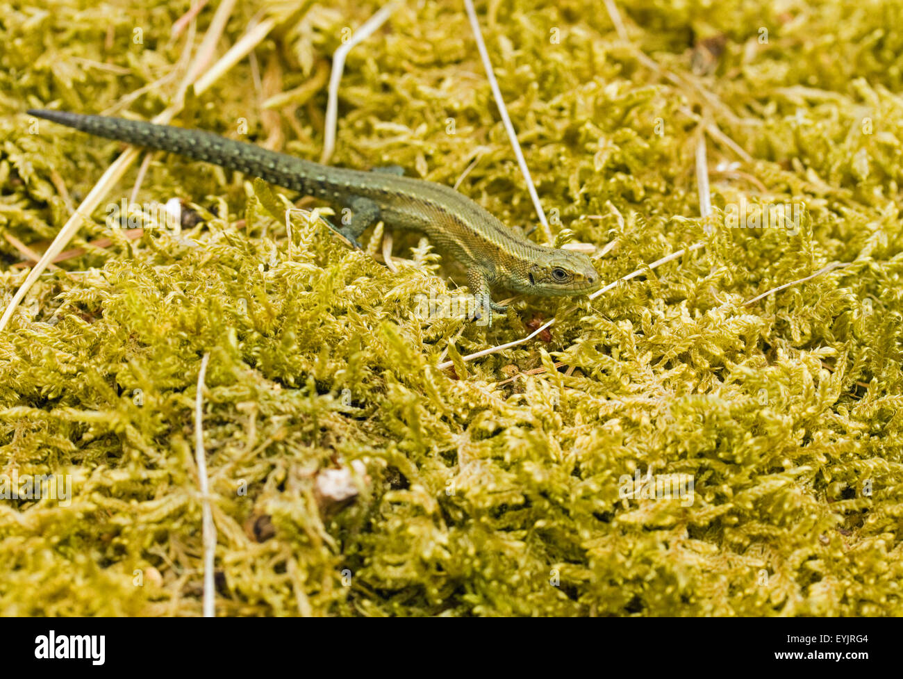 Common Lizard basking in the sunshine Stock Photo - Alamy