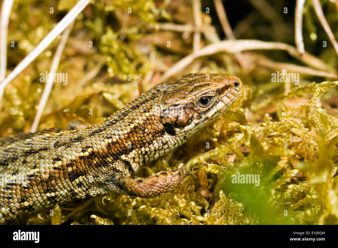 Common Lizard basking in the sunshine Stock Photo - Alamy