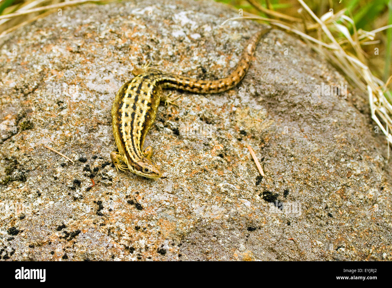 Common Lizard basking in the sunshine Stock Photo - Alamy