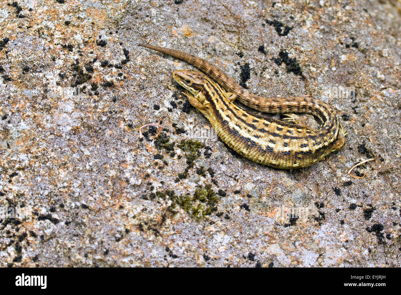 English lizards hi-res stock photography and images - Alamy