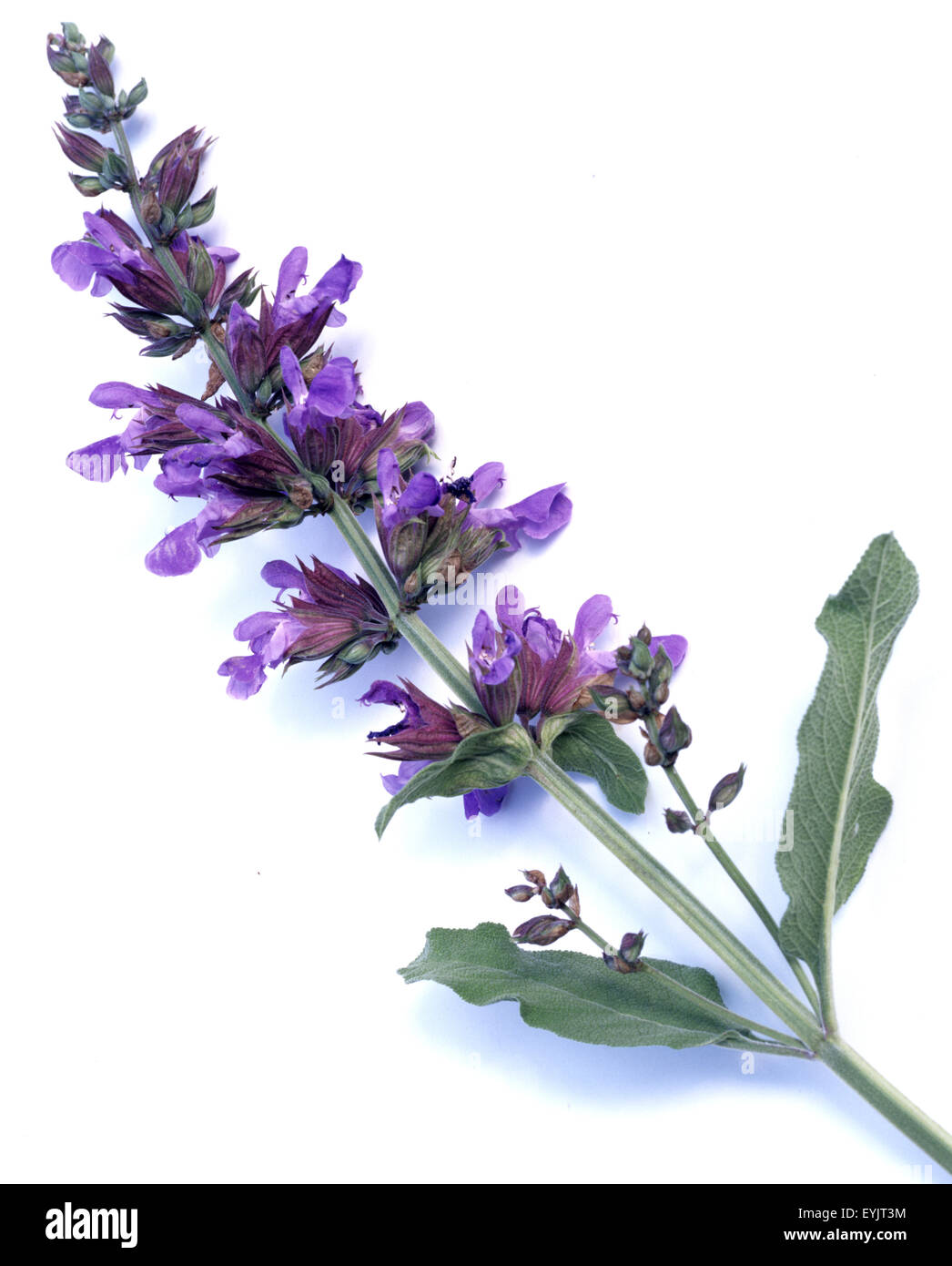 Salbei, Salvia officinalis, Kraeuterpflanze, Heilpflanzen Stock Photo ...