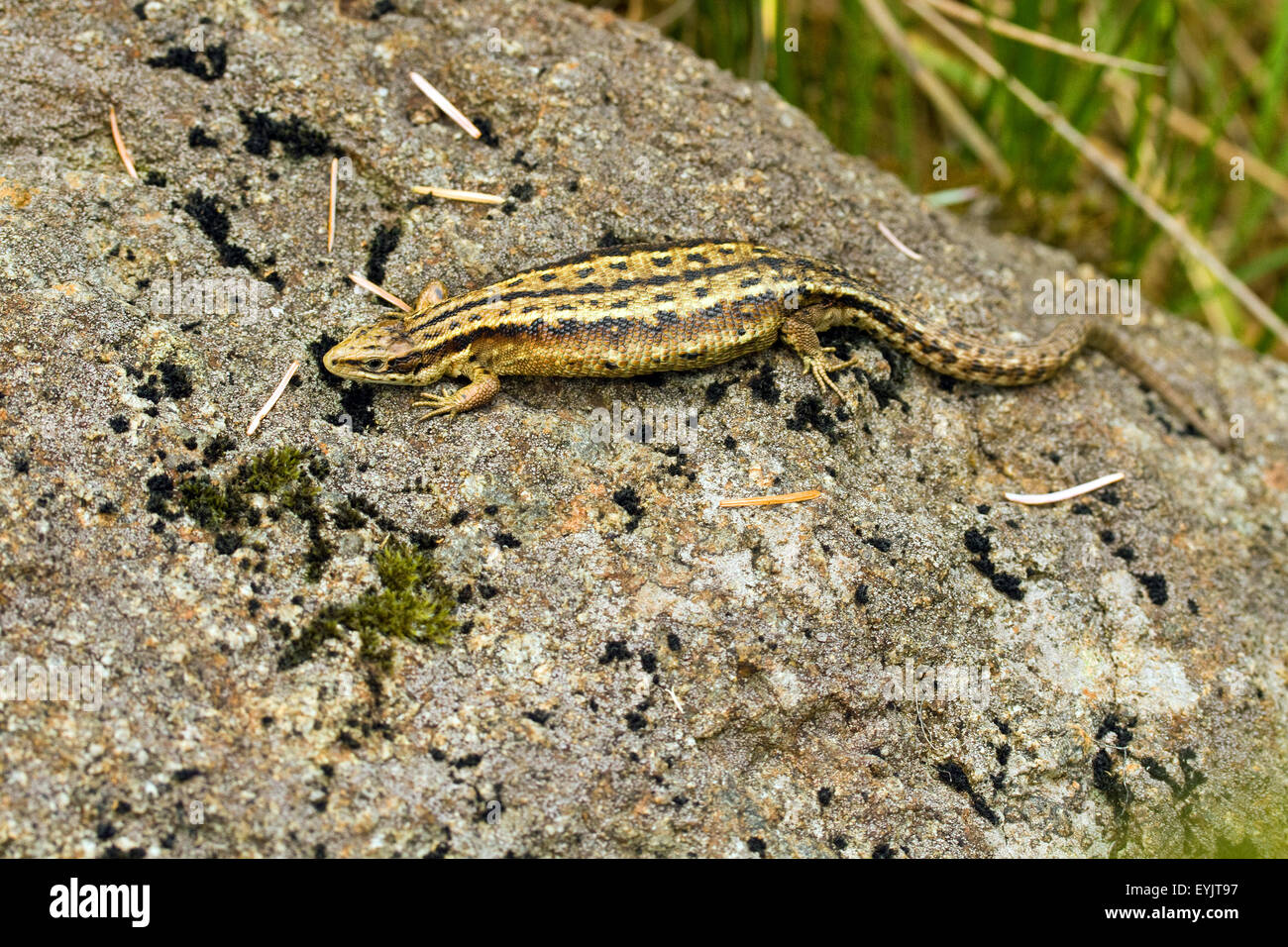 Common Lizard basking in the sunshine Stock Photo - Alamy