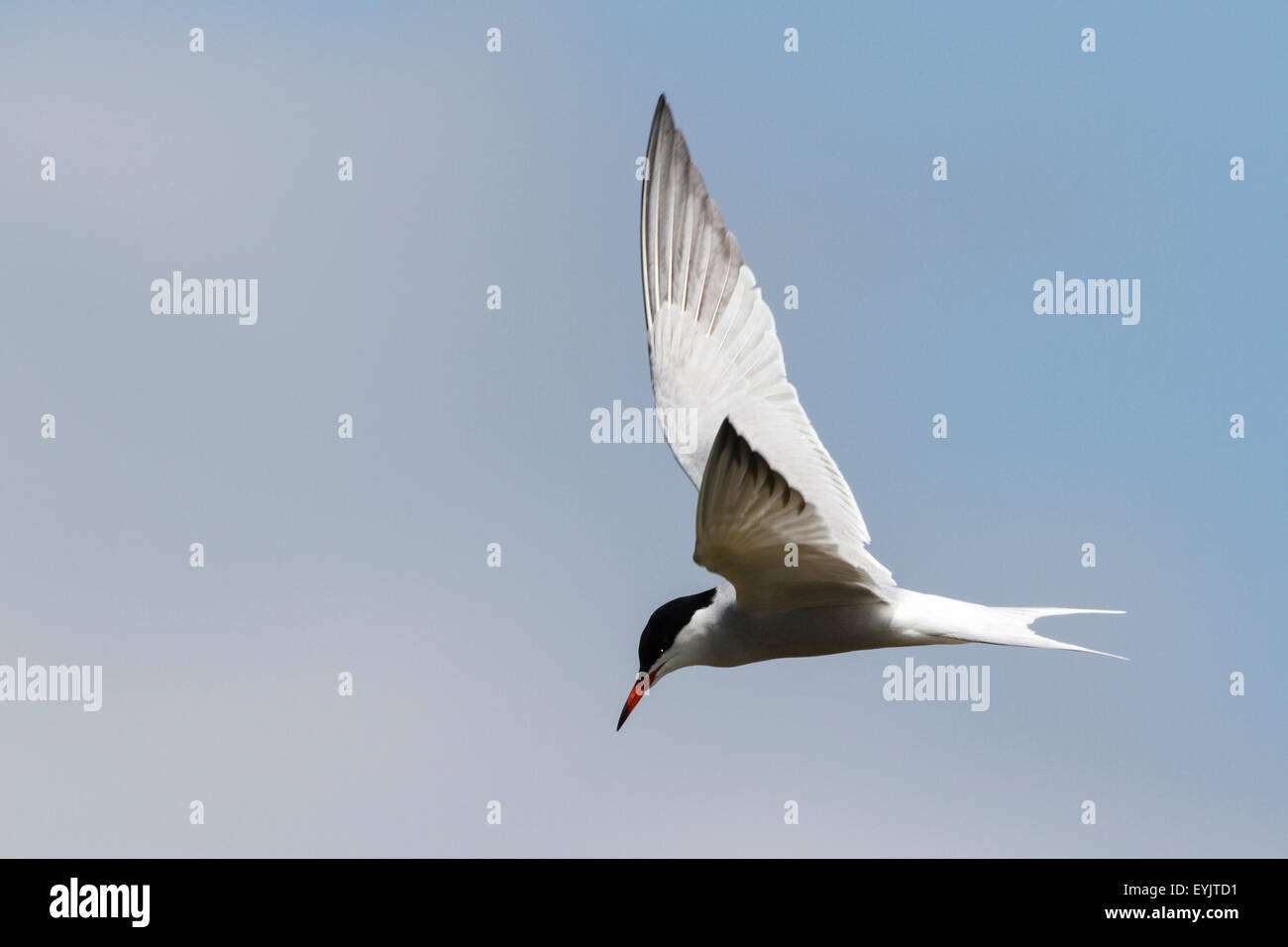Uk common terns hi-res stock photography and images - Alamy