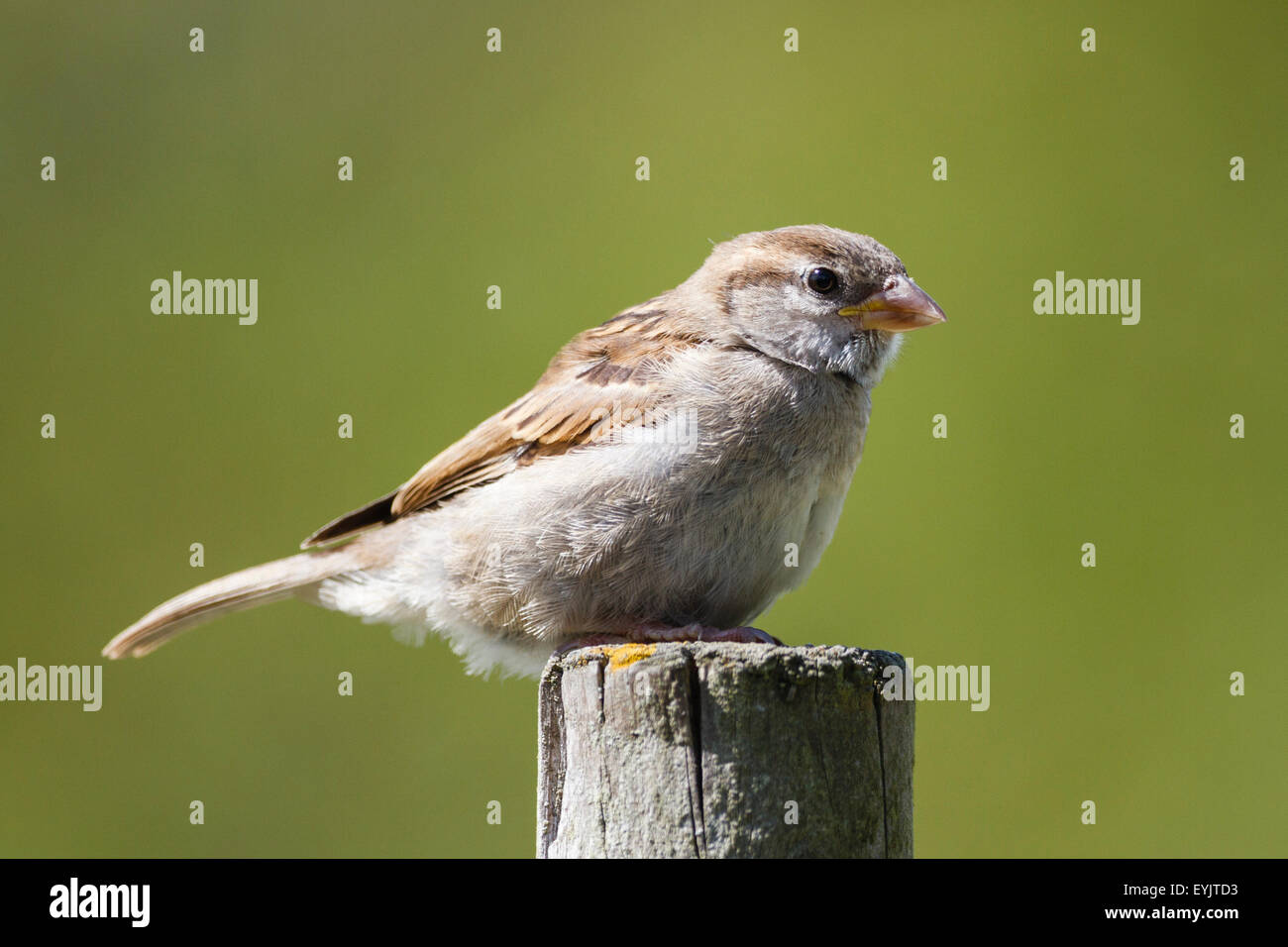Female house sparrows hi-res stock photography and images - Alamy
