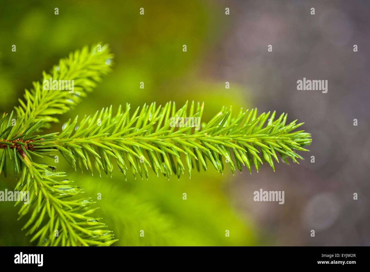 Needles images hi-res stock photography and images - Alamy