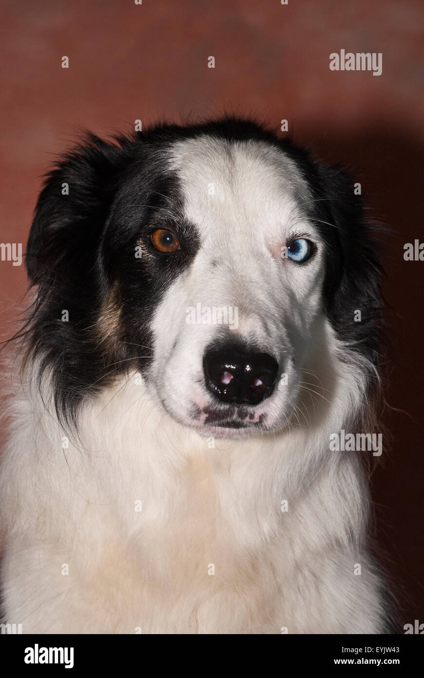 Border collie sheep hi-res stock photography and images - Alamy