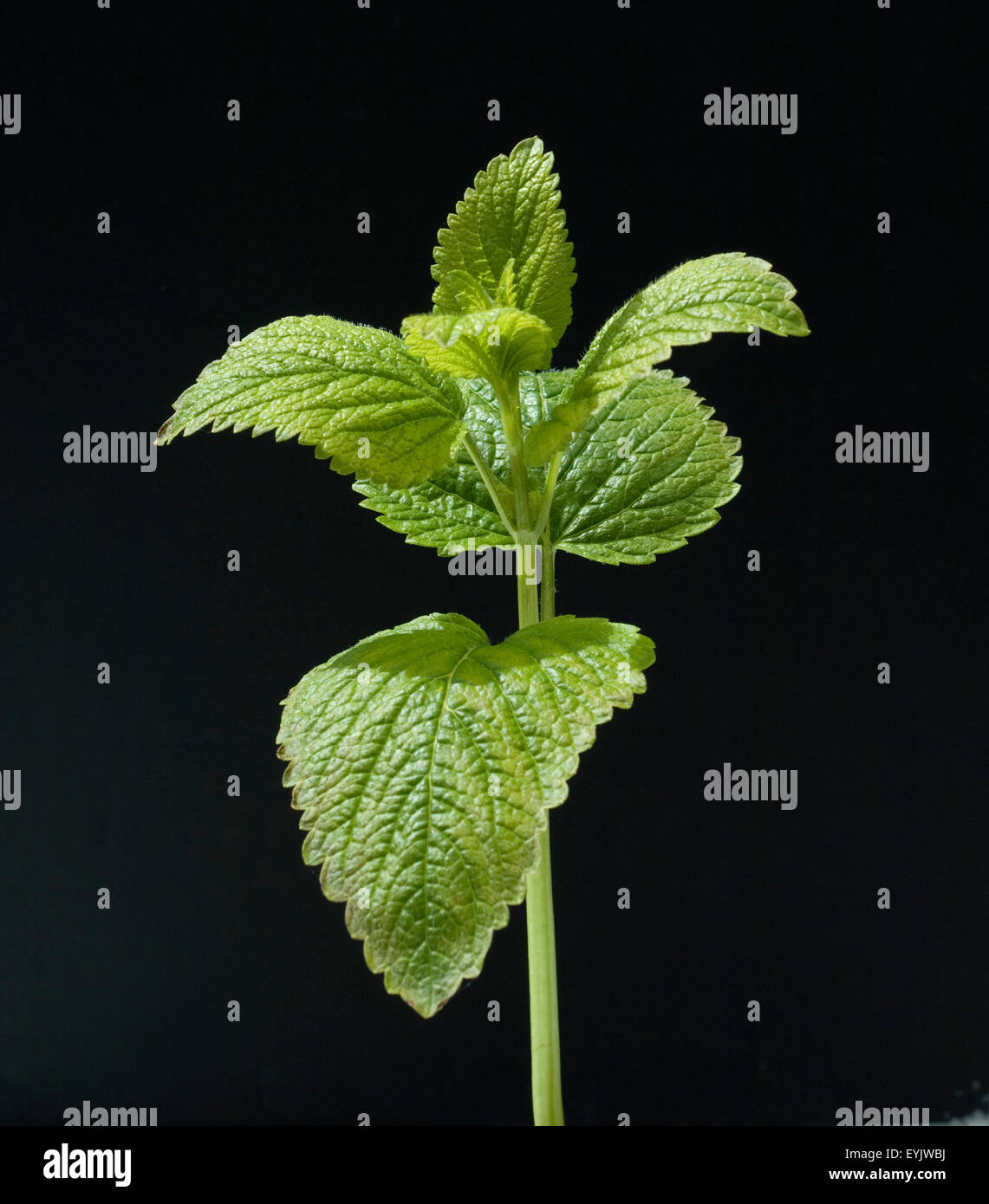 Melissa officinalis freigestellt hi-res stock photography and images ...