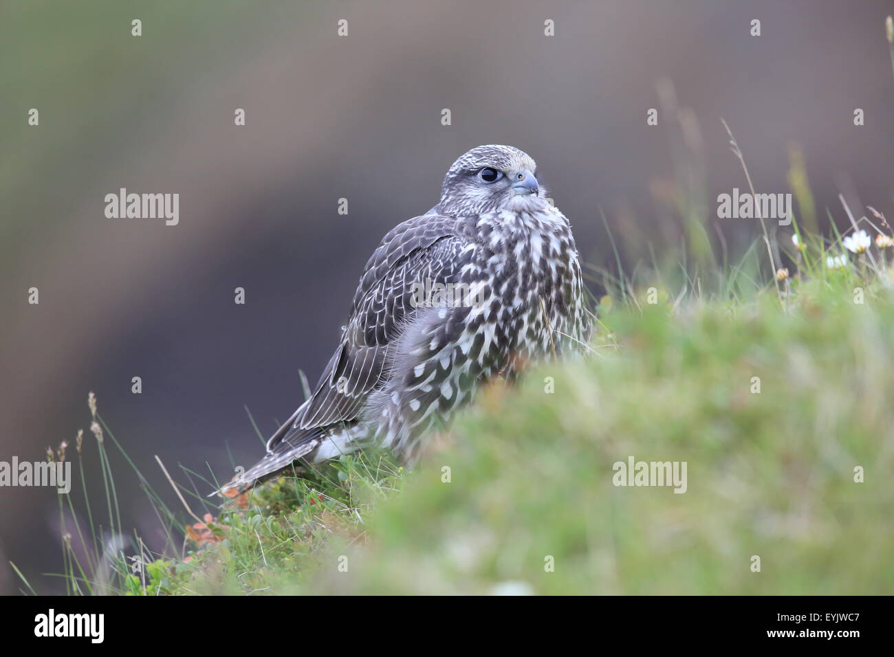 young Gyrfalcon Gerfalcon Iceland Stock Photo - Alamy