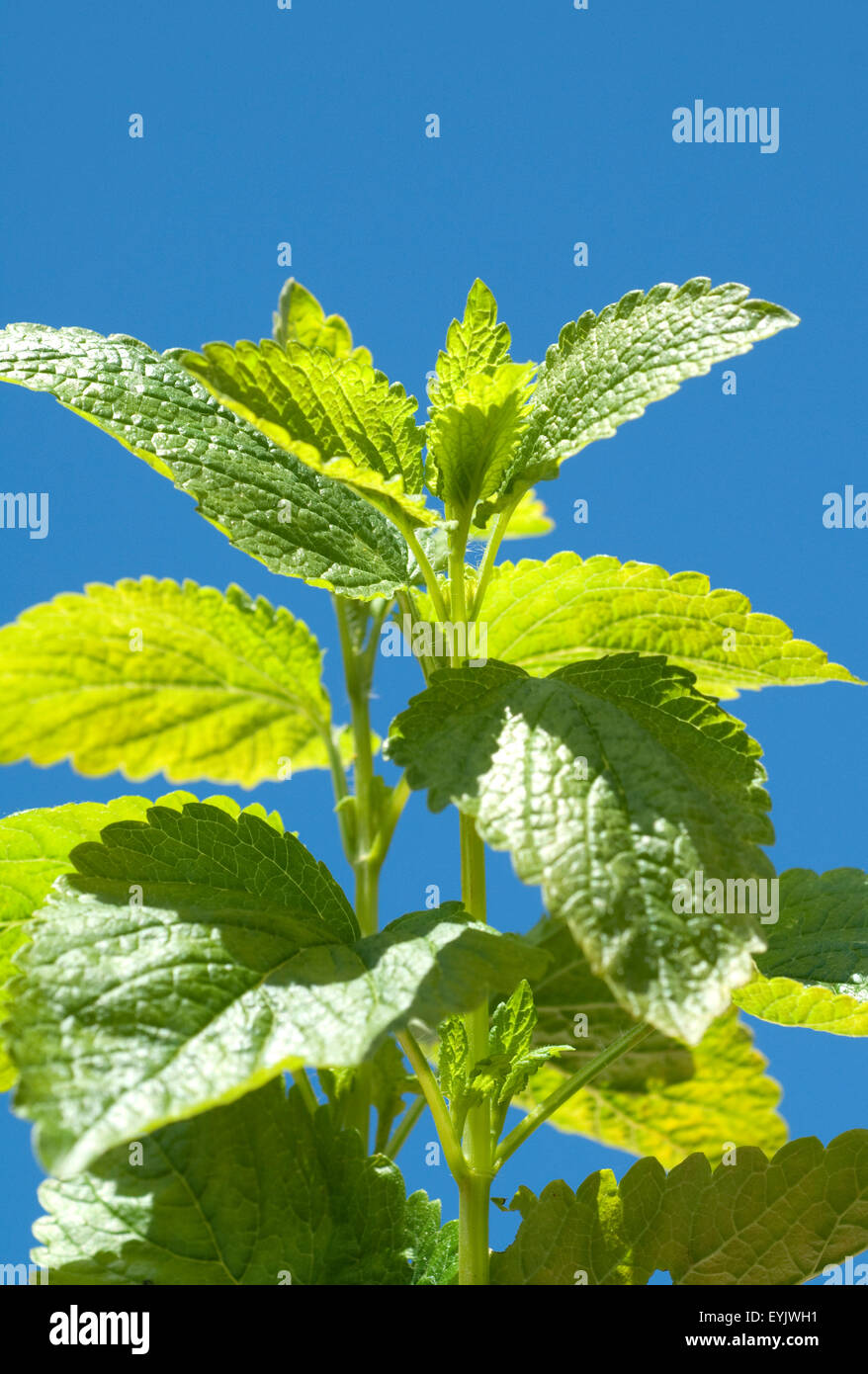 Melissa officinalis freigestellt hi-res stock photography and images ...
