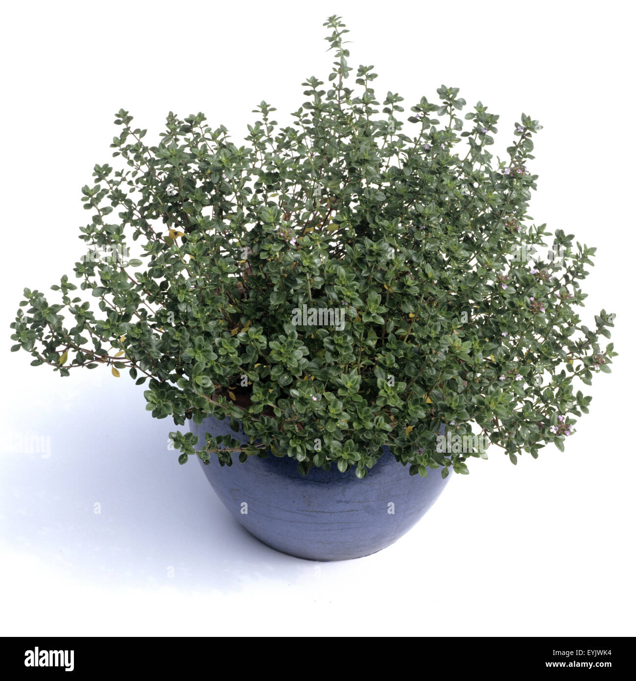 Zitronenthymian, Thymus, citriodorus Stock Photo - Alamy