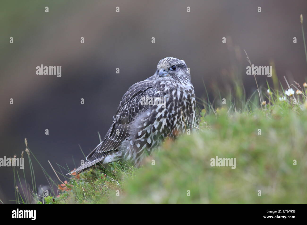 young Gyrfalcon Gerfalcon Iceland Stock Photo - Alamy