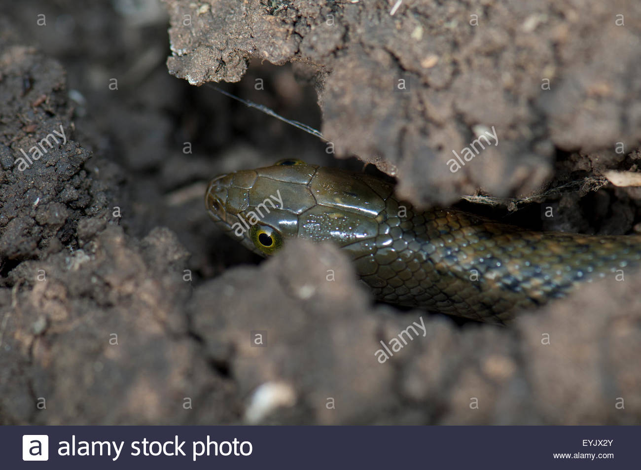 Keelback Snake Stock Photos & Keelback Snake Stock Images - Alamy