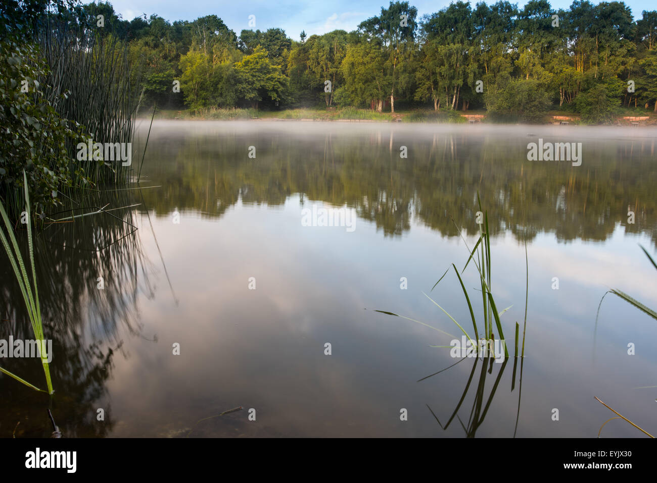 Calf heath hi-res stock photography and images - Alamy