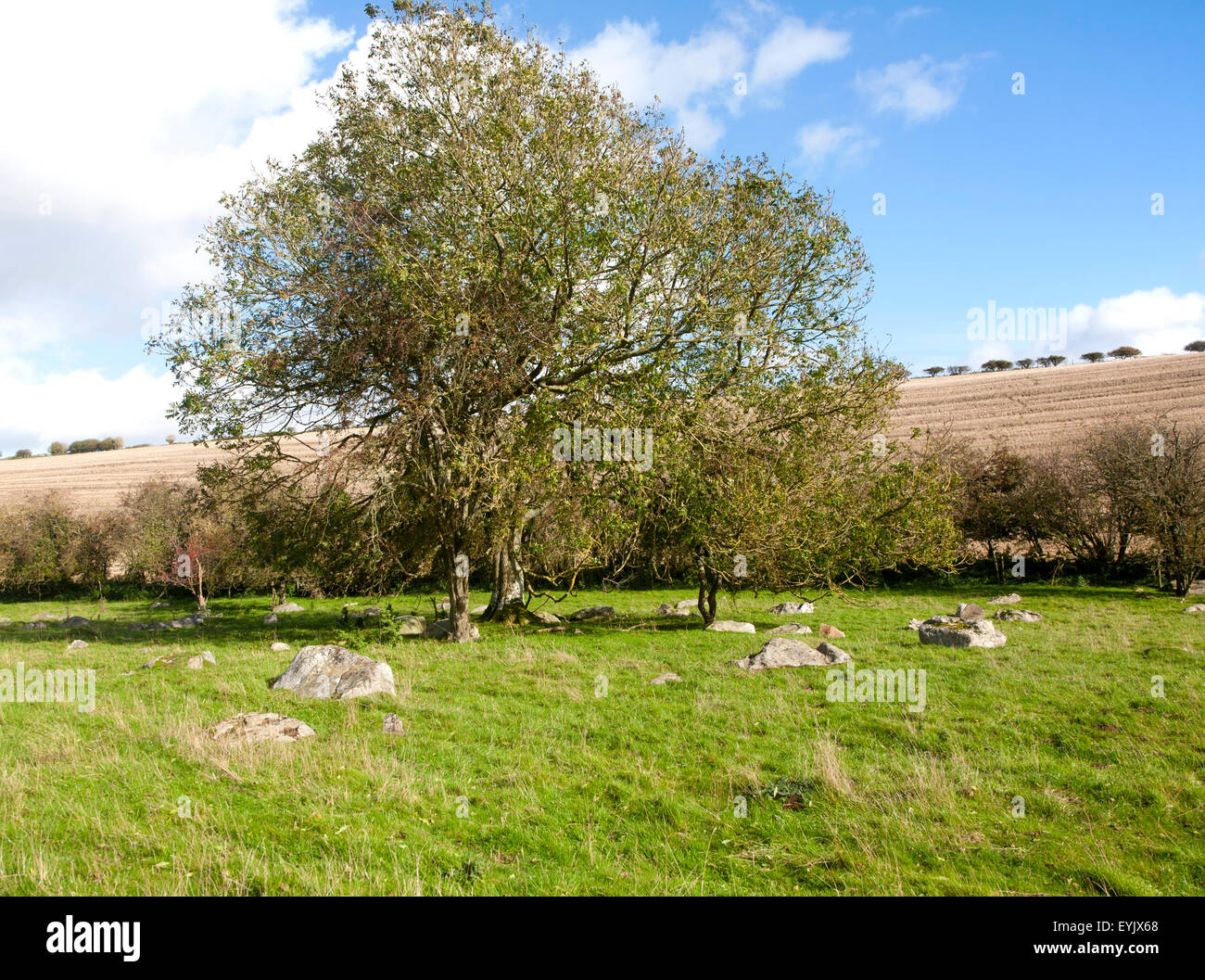 Piggle Dene is a National Trust area of chalk dry valley with sarsen ...
