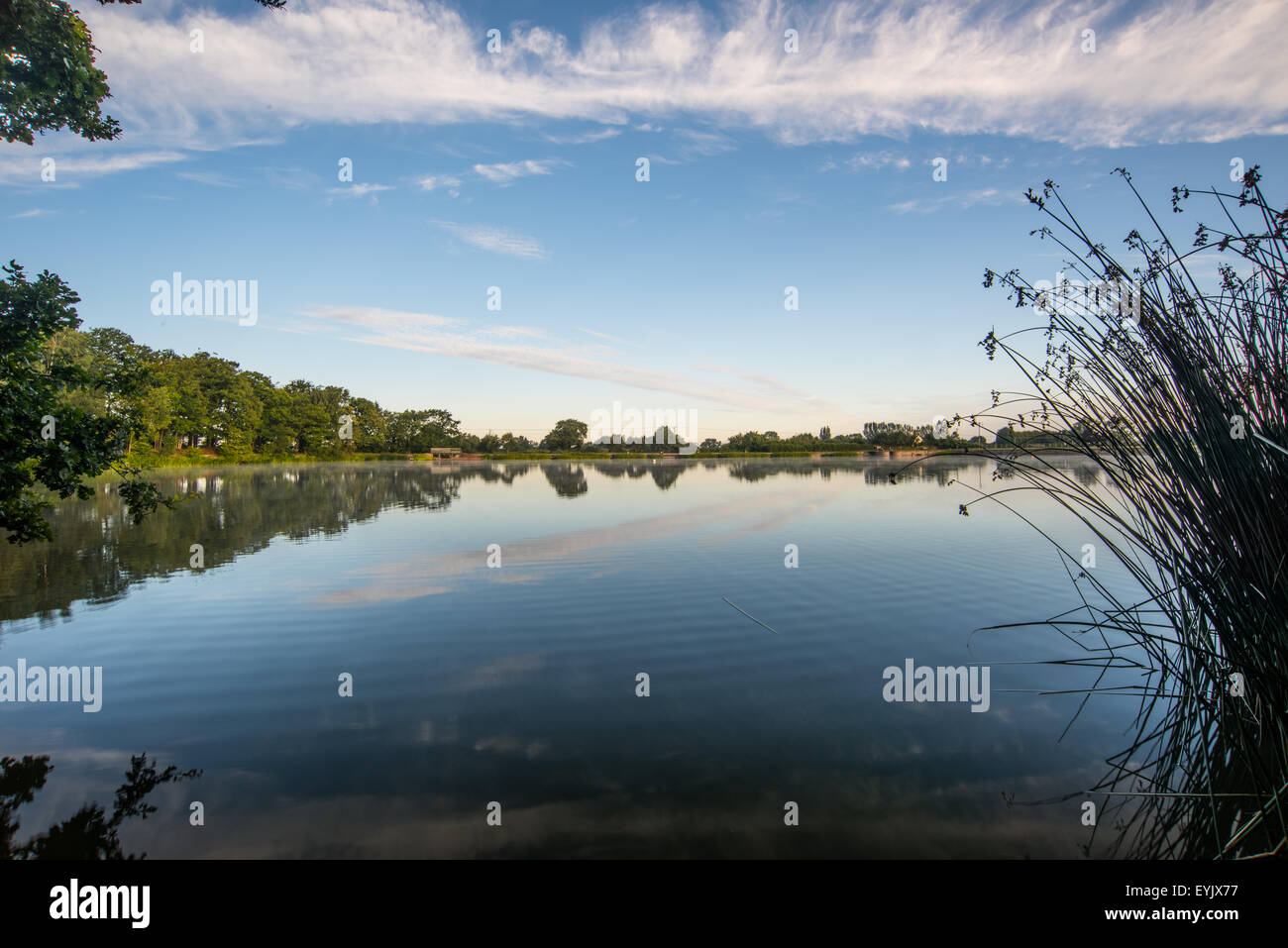 Calf heath hi-res stock photography and images - Alamy