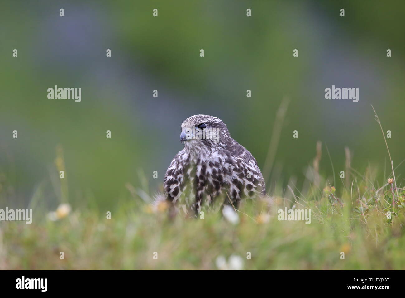 young Gyrfalcon Gerfalcon Iceland Stock Photo - Alamy