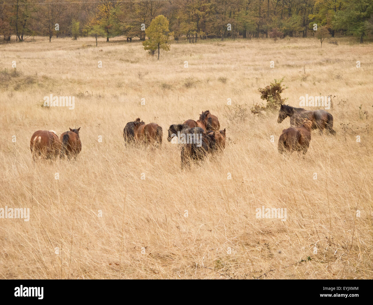 Autumn scene horses hi-res stock photography and images - Alamy