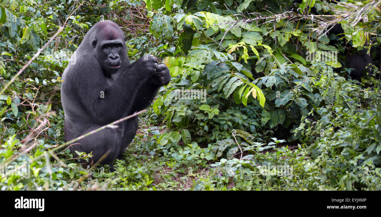 Africa, Cameroon, Center Province, Mbalmayo area, the Mefou primate ...