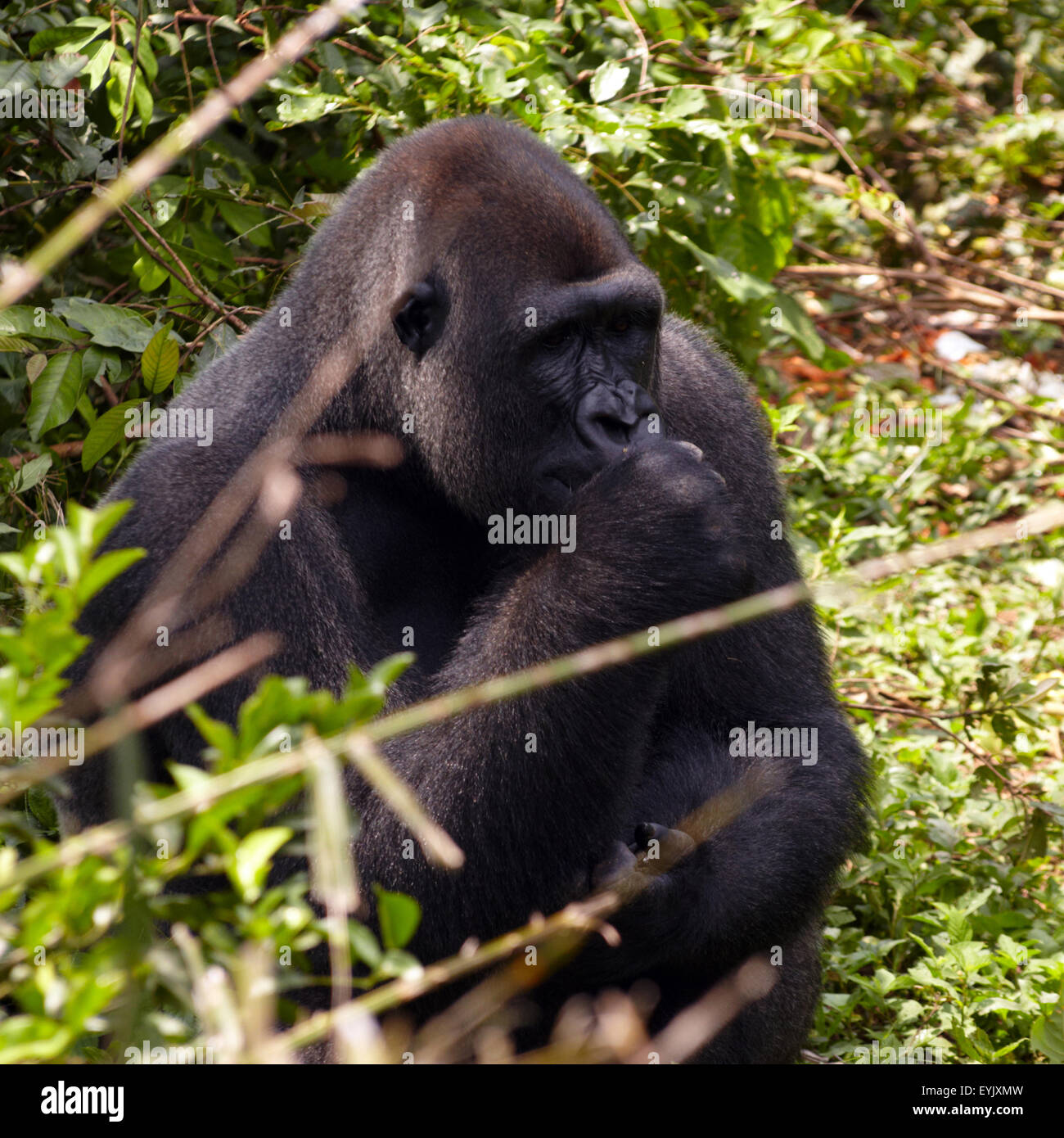 Africa, Cameroon, Center Province, Mbalmayo area, the Mefou primate ...