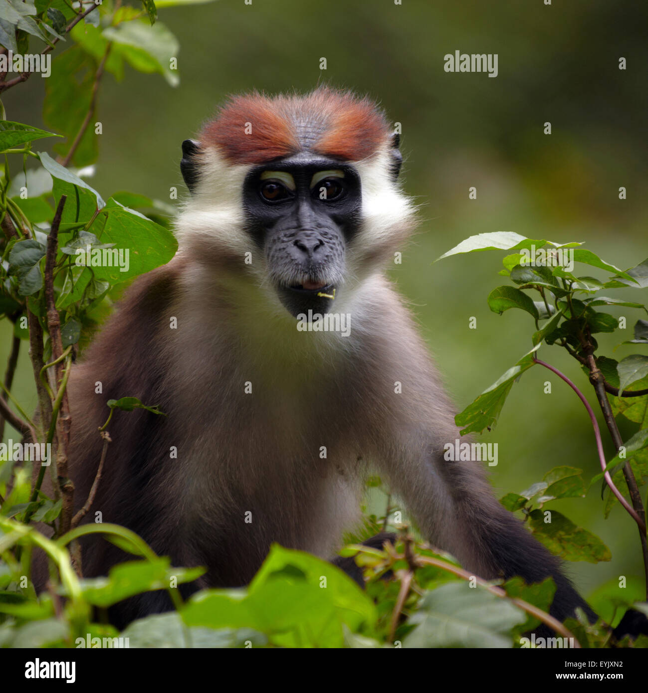 Africa, Cameroon, Center Province, Mbalmayo area, the Mefou primate ...