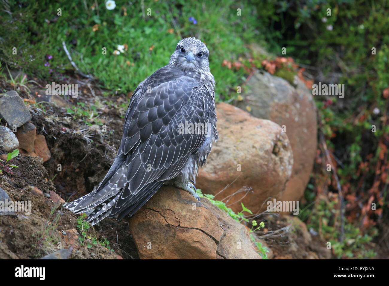 young Gyrfalcon Gerfalcon Iceland Stock Photo - Alamy