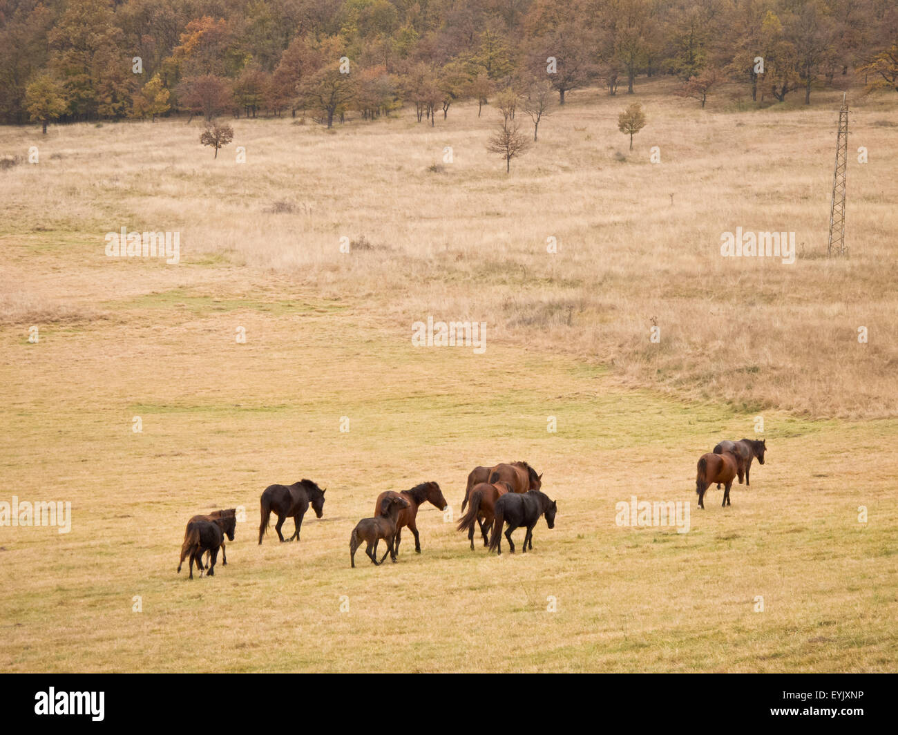 Autumn scene horses hi-res stock photography and images - Alamy