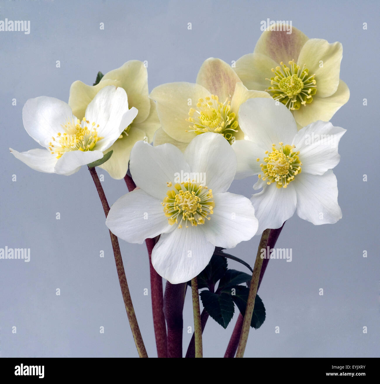 Christrose, Helleborus, niger, Cinnamon, Snow, Gartenpflanze Stock ...