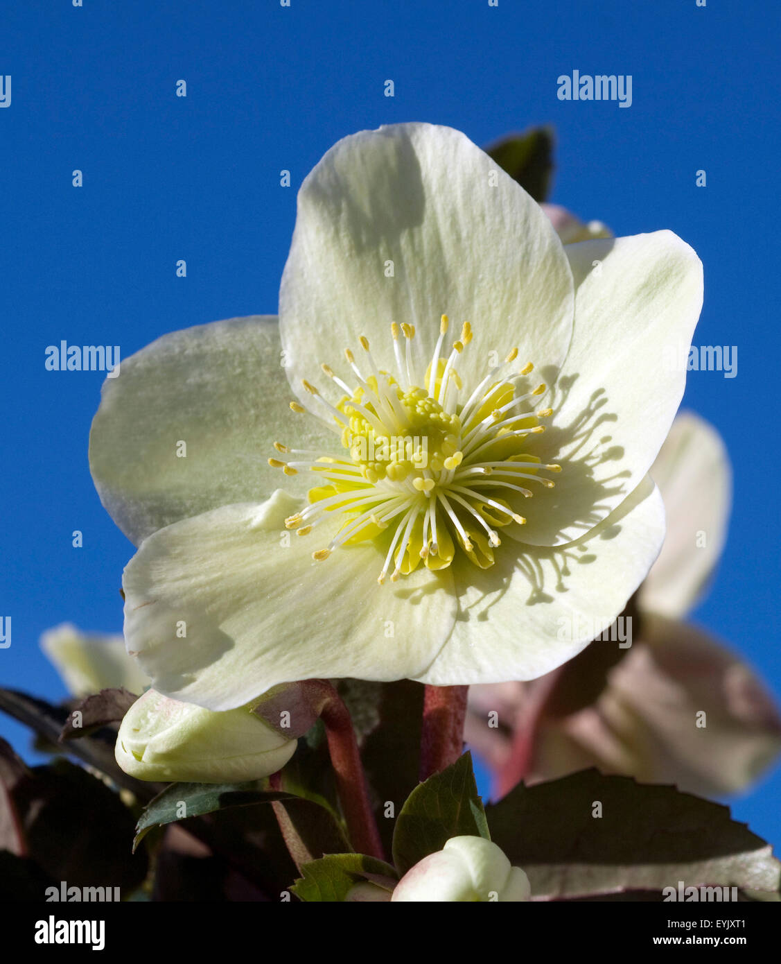 Christrose, Helleborus, helleborus-x-ballardiae, Cinnamon, Snow Stock ...