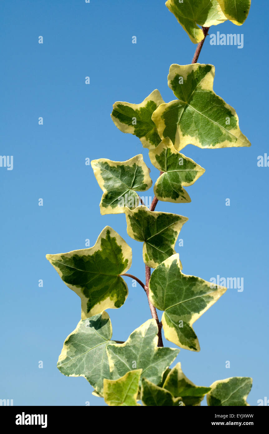 Efeu; Hedera, helix; Blatt Stock Photo - Alamy