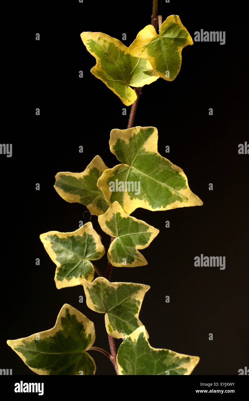 Efeu; Hedera, helix; Blatt Stock Photo - Alamy