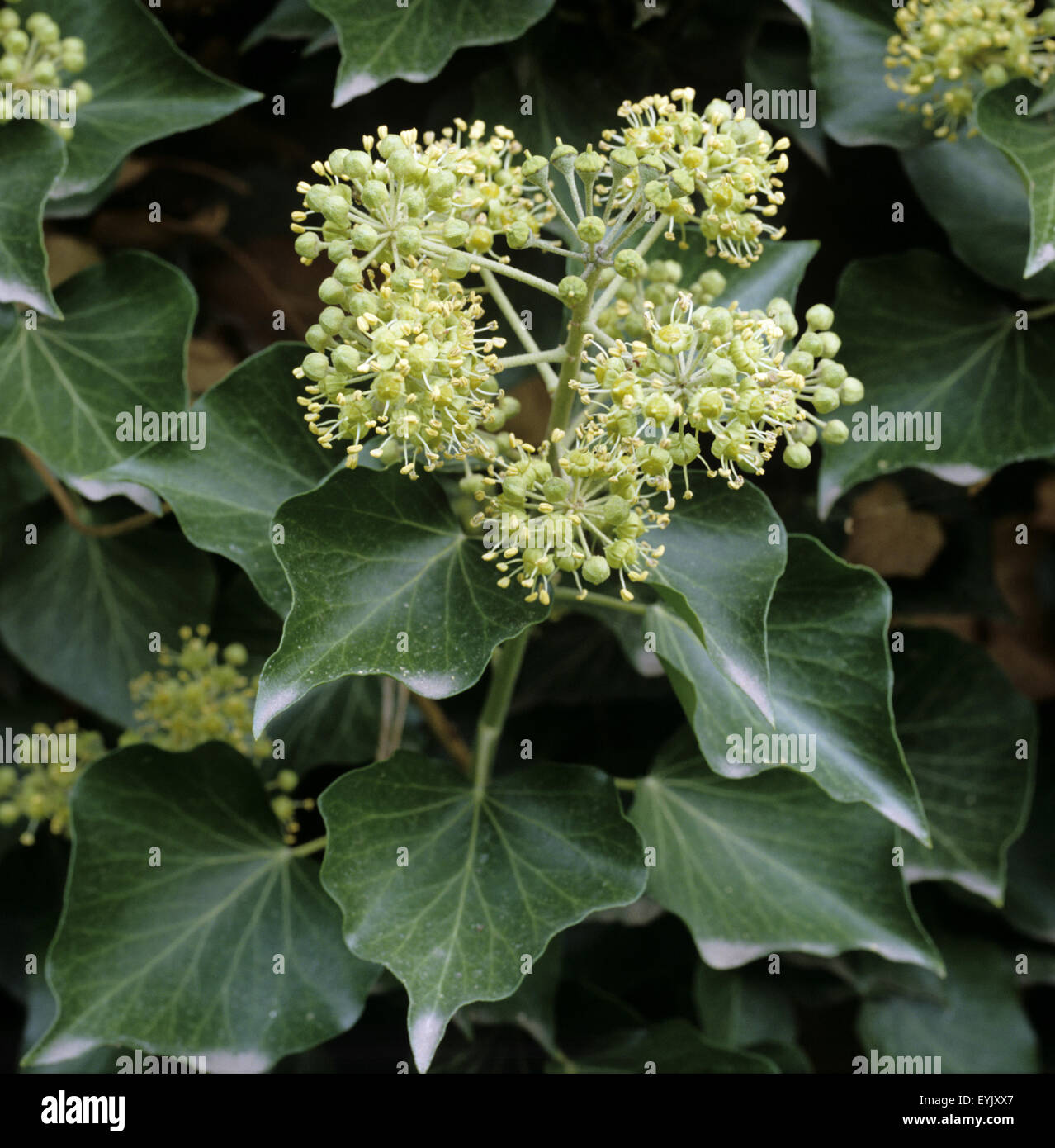 Efeu, Hedera helix Stock Photo - Alamy