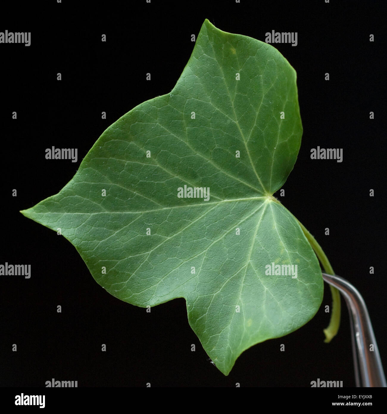 Efeu; Hedera, helix; Blatt Stock Photo - Alamy