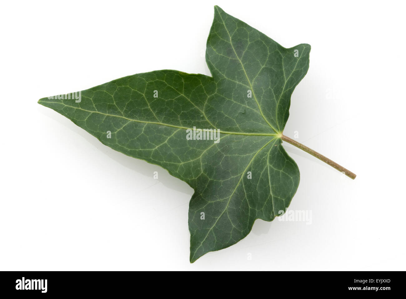 Efeu; Hedera, helix; Blatt Stock Photo - Alamy