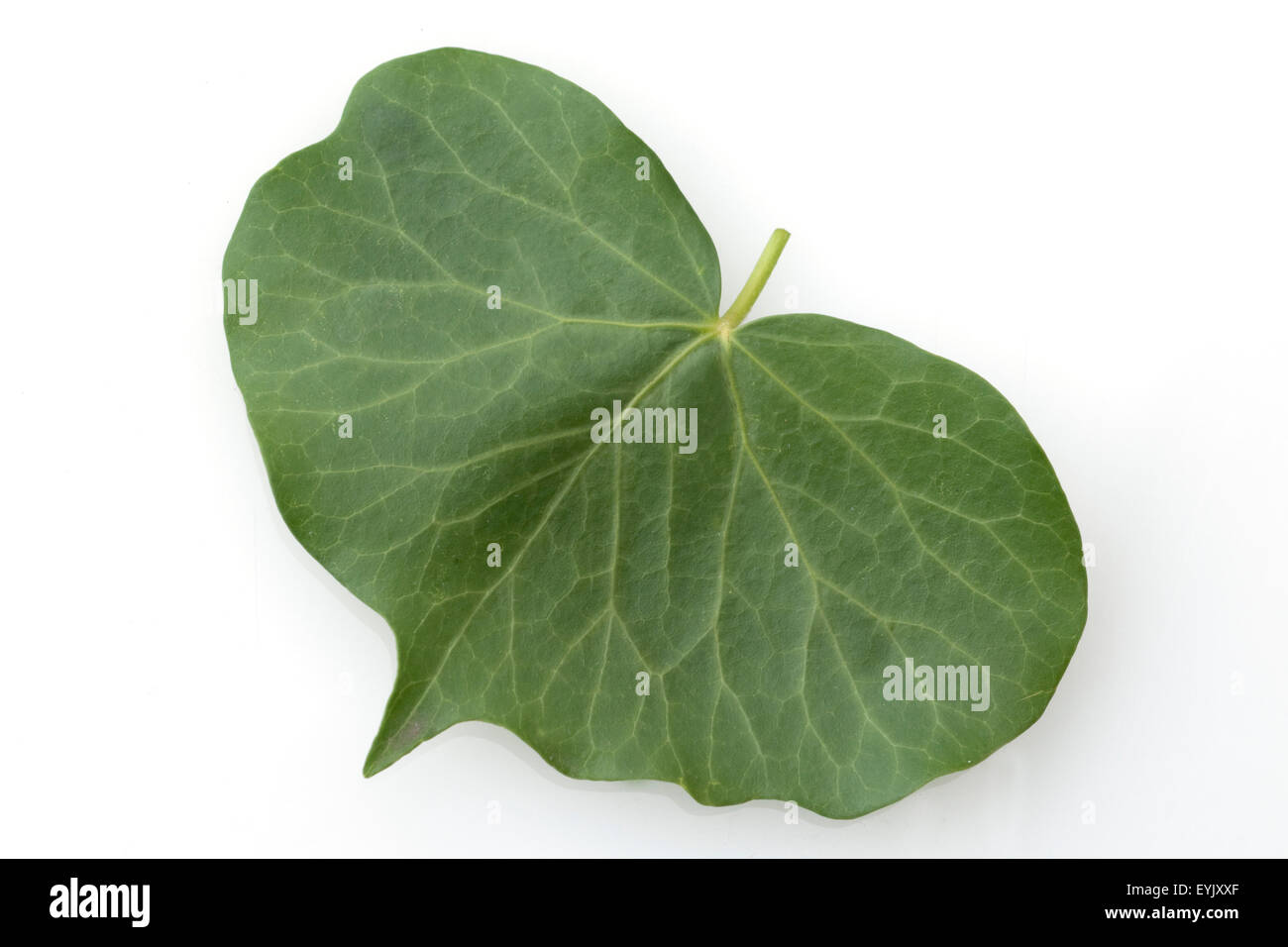 Efeu; Hedera, helix; Blatt Stock Photo - Alamy