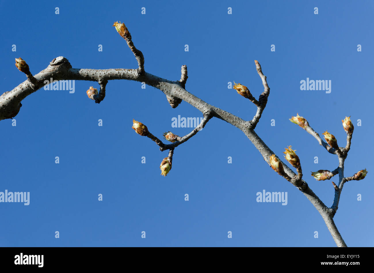 Flower buds of almond Stock Photo - Alamy