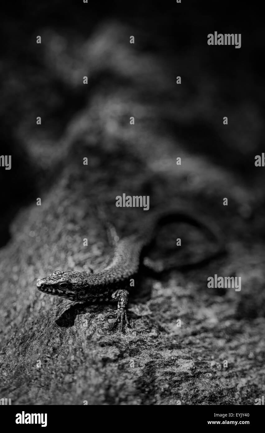 Lizard on rock Black and White Stock Photos & Images - Alamy