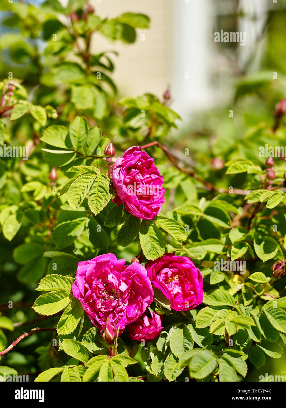 Roses in bloom in a rose garden in south Finland Stock Photo - Alamy