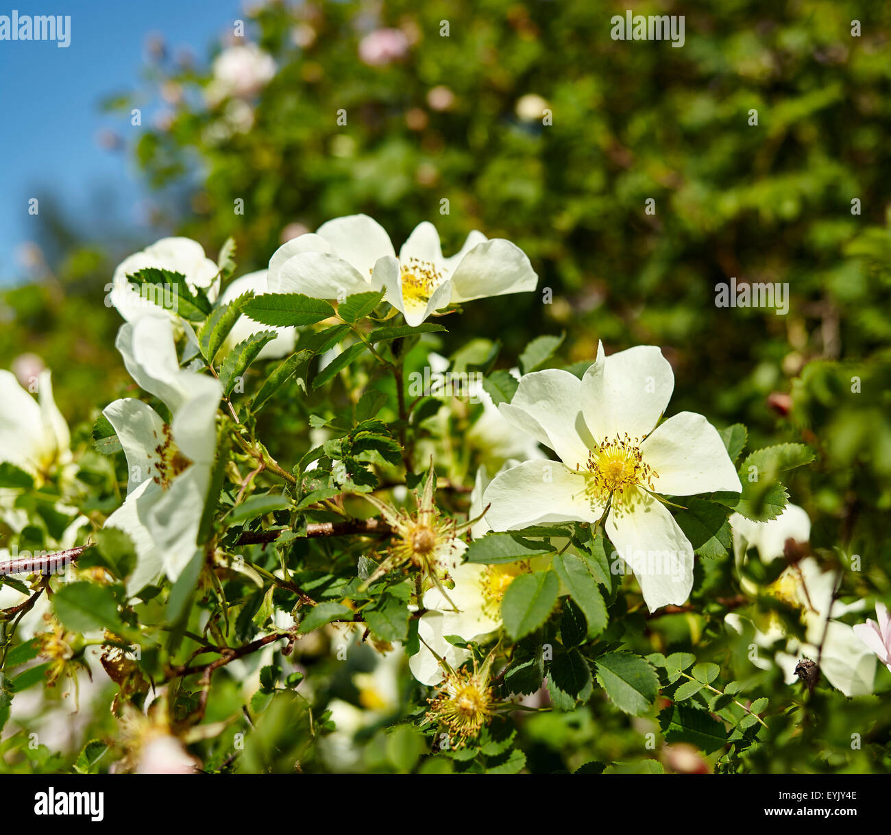 Roses in bloom in a rose garden in south Finland Stock Photo - Alamy
