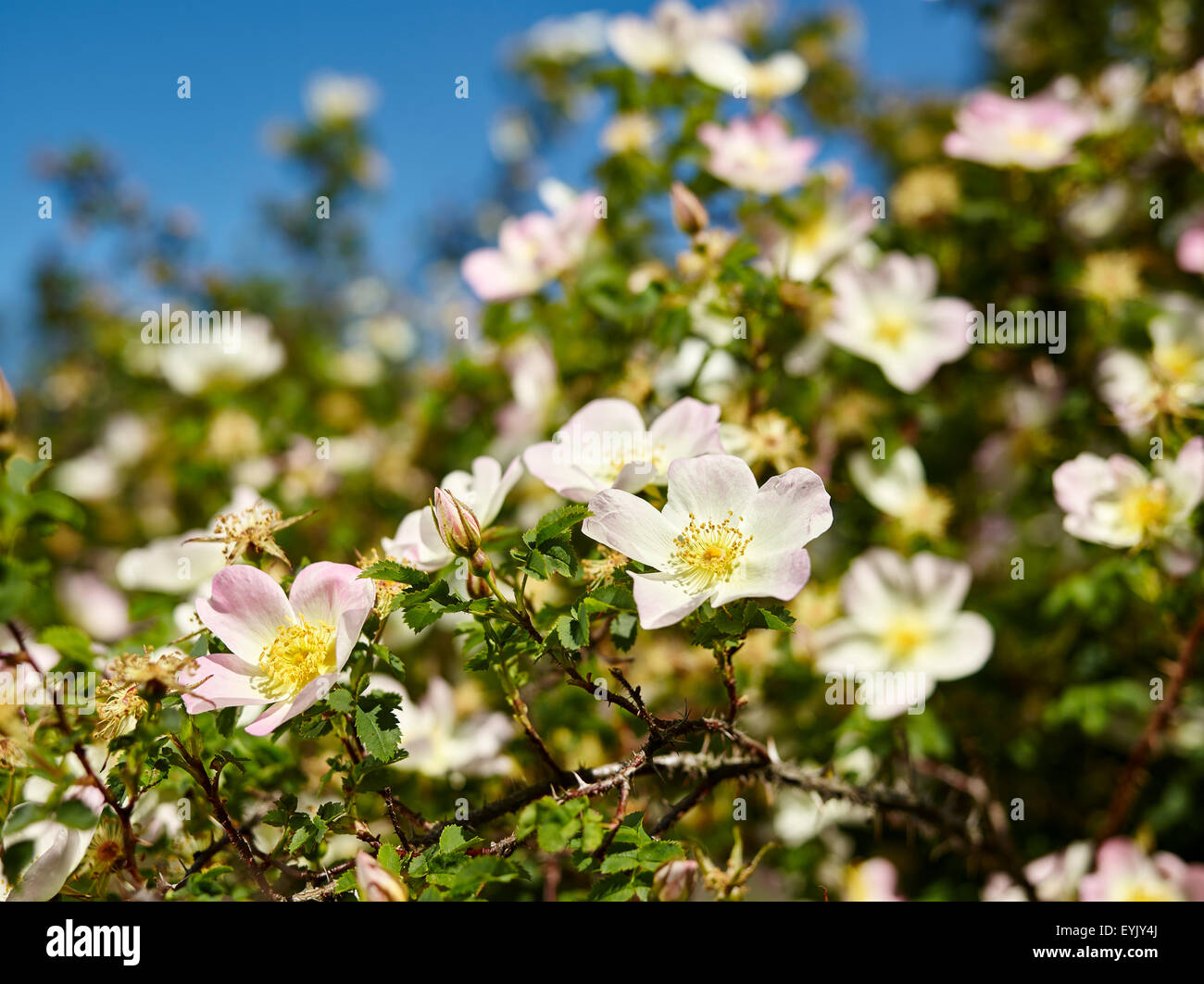 Roses in bloom in a rose garden in south Finland Stock Photo - Alamy