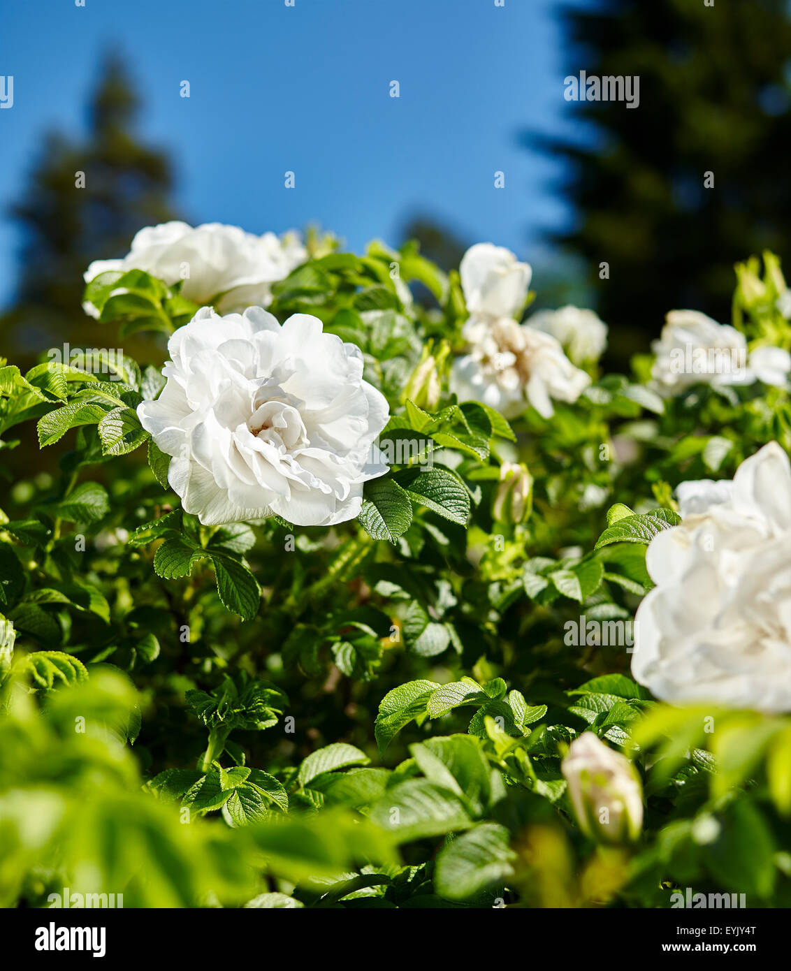 Roses in bloom in a rose garden in south Finland Stock Photo - Alamy