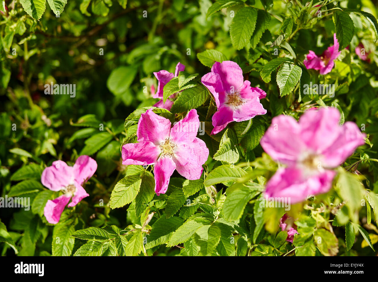 Roses in bloom in a rose garden in south Finland Stock Photo - Alamy