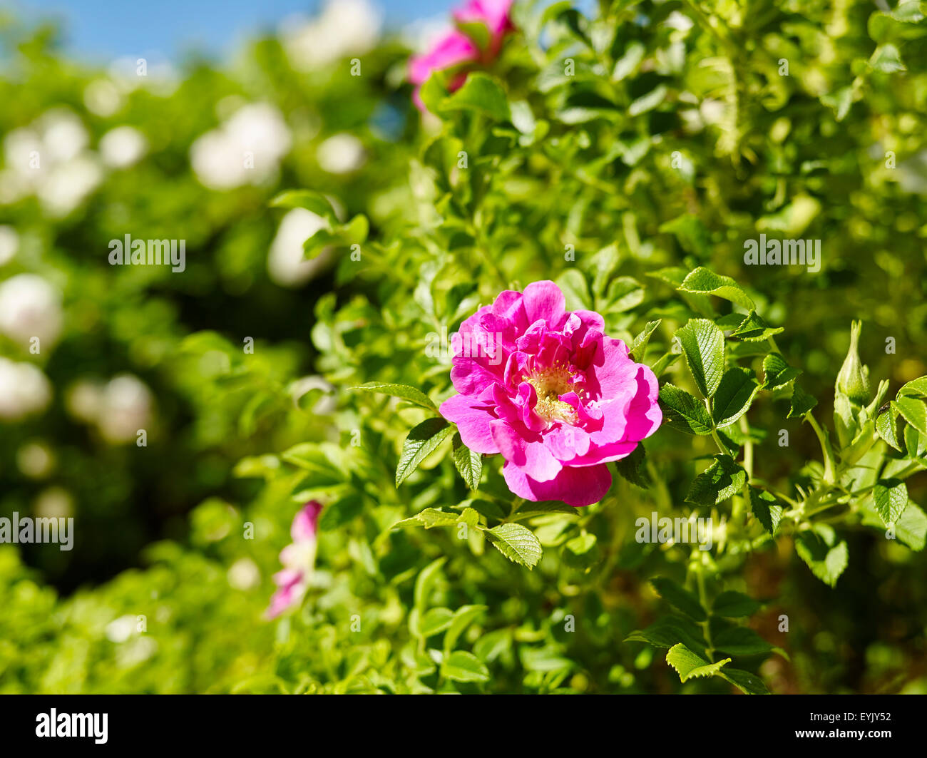 Roses in bloom in a rose garden in south Finland Stock Photo - Alamy
