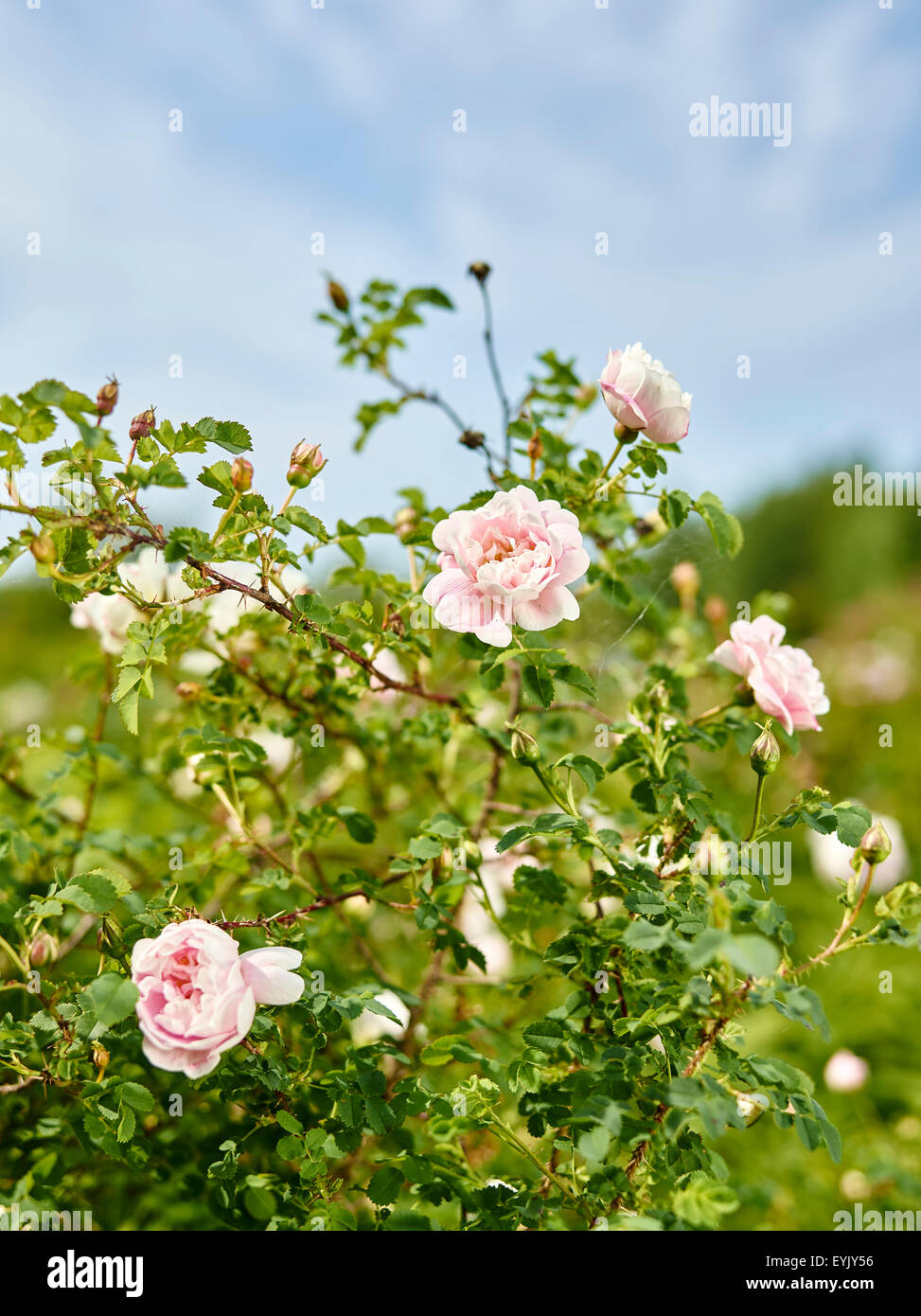 Roses in bloom in a rose garden in south Finland Stock Photo - Alamy