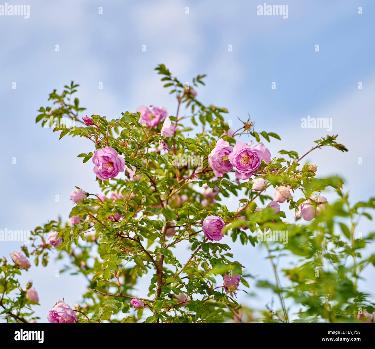 Roses in bloom in a rose garden in south Finland Stock Photo - Alamy