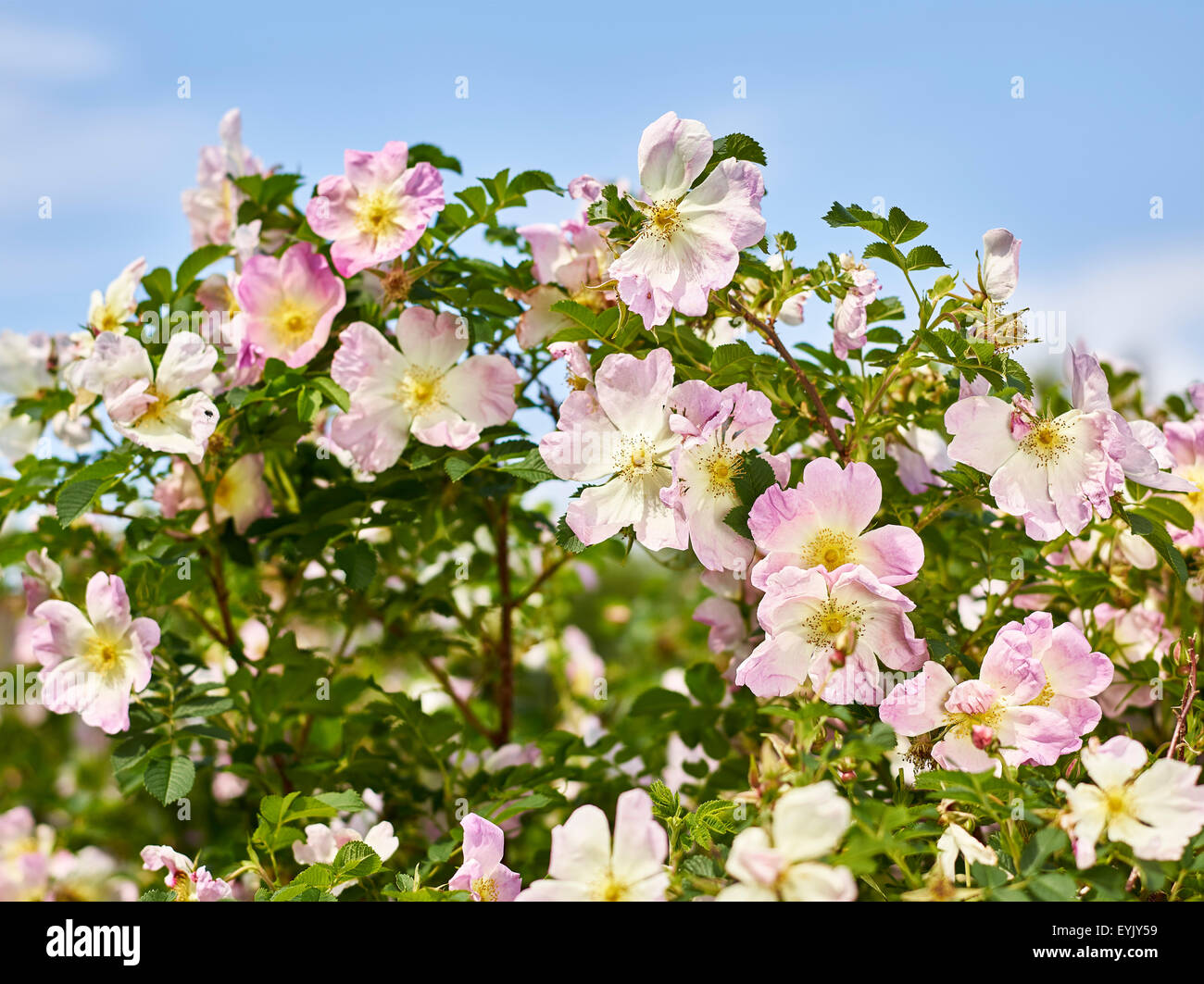 Roses in bloom in a rose garden in south Finland Stock Photo - Alamy