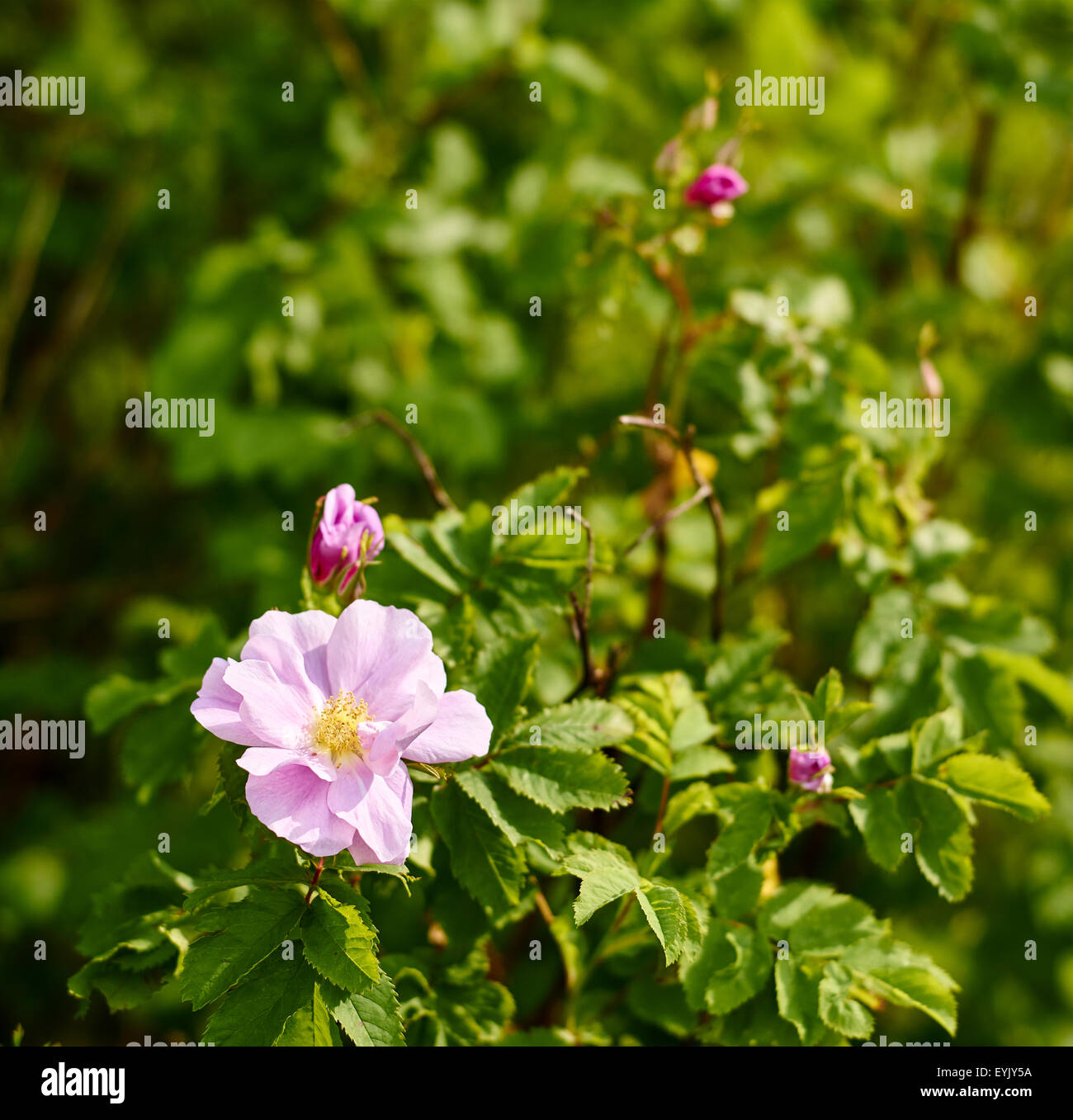 Roses in bloom in a rose garden in south Finland Stock Photo - Alamy