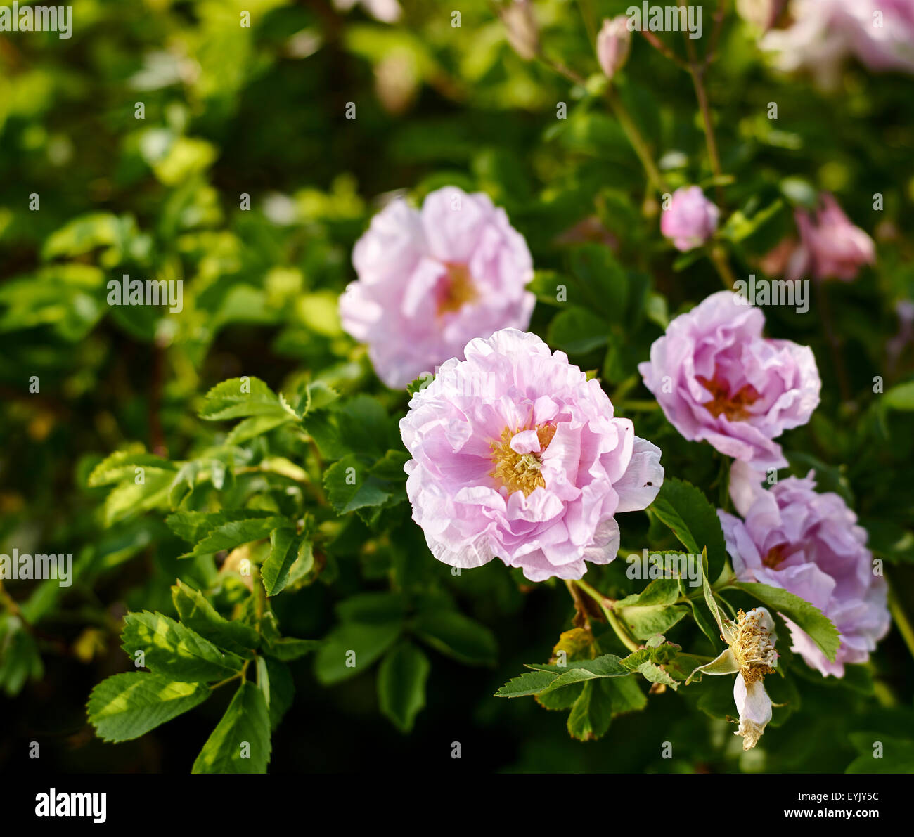 Roses in bloom in a rose garden in south Finland Stock Photo - Alamy